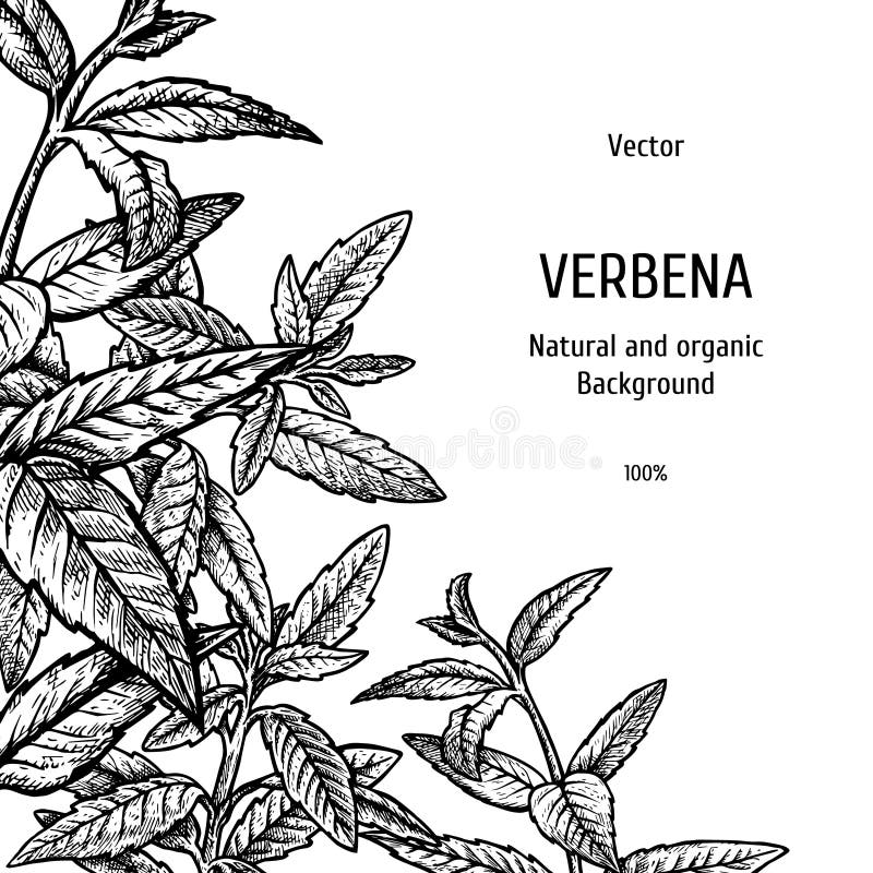 Hand Drawn Verbena Background. Herbal Pattern. Vector Sketch of Plant ...