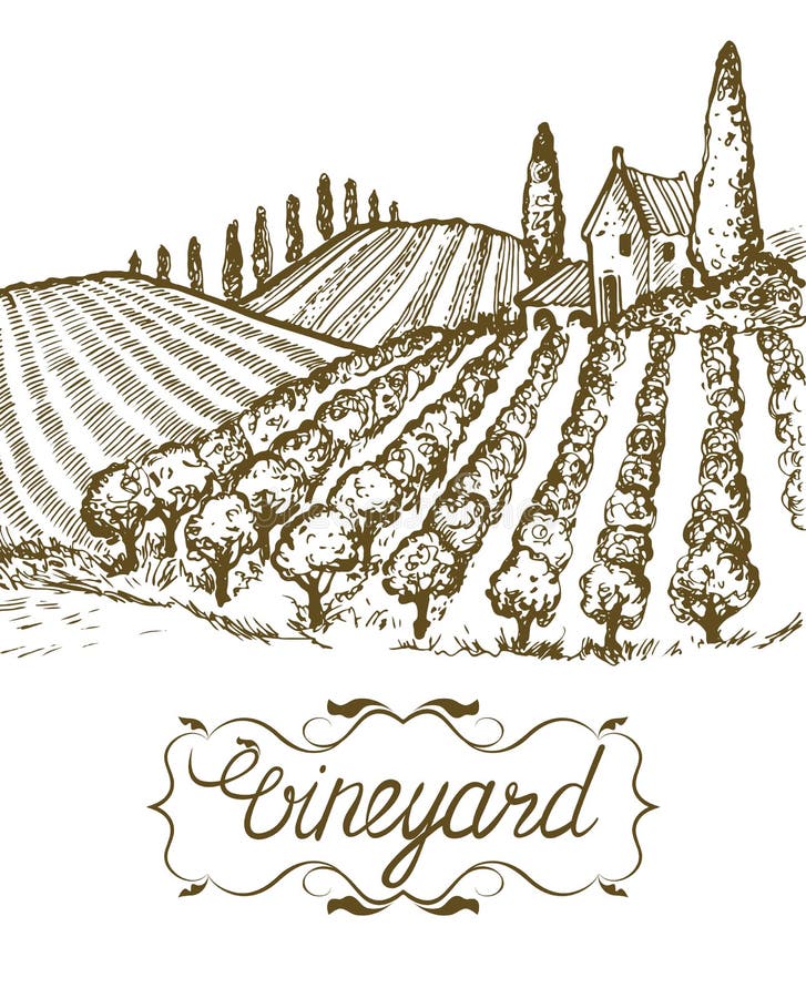 Hand Drawn Vineyard Landscape. Vintage Vector Illustration. Lettering ...