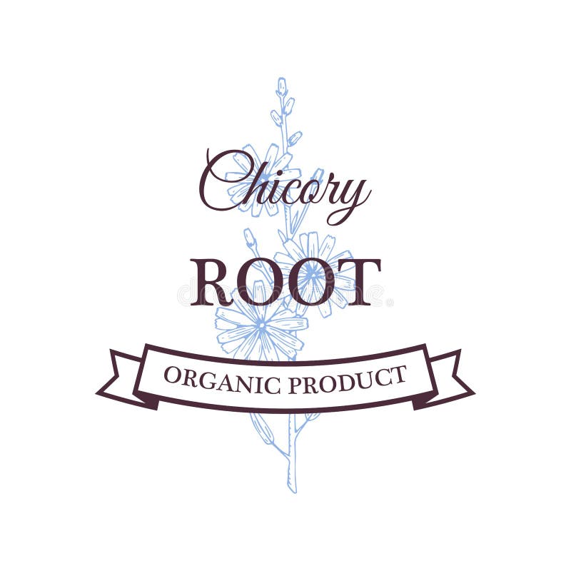 Hand Drawn Vintage Chicory Root Design Isolated on White. Vector ...