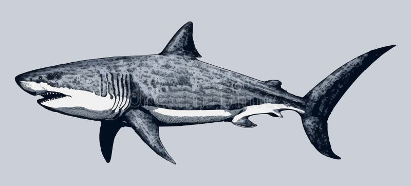 Hand-drawn Vintage Engraving Illustration of a Great White Shark Stock ...
