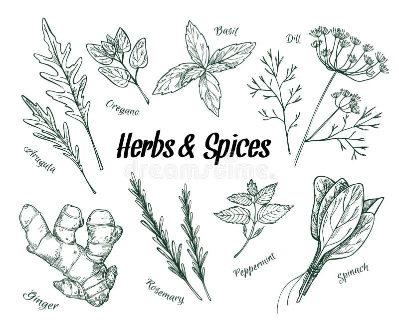 Hand Drawn Vintage Illustration - Herbs and Spices. Vector Stock Vector ...