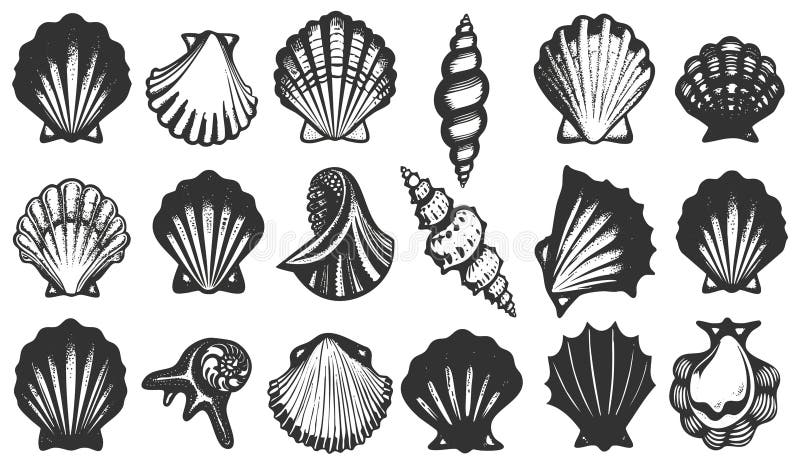 Hand-drawn Vintage Sea Shells Collection in Black and White Stock ...