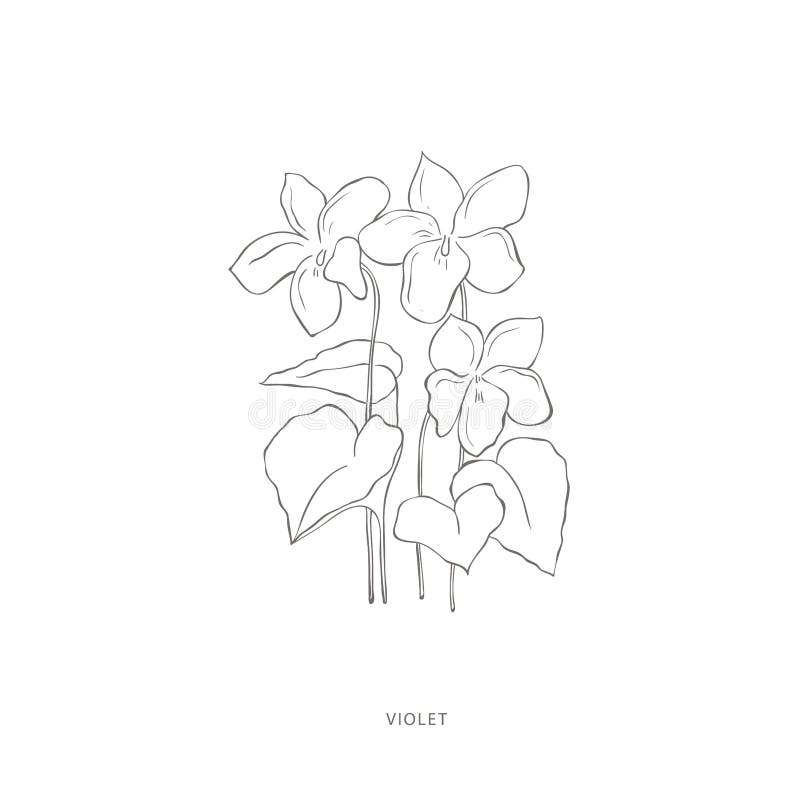 Hand Drawn Violet Flower.Plant Design Elements Stock Vector ...
