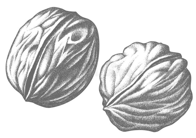 Walnut Sketch Stock Illustrations – 1,637 Walnut Sketch Stock ...