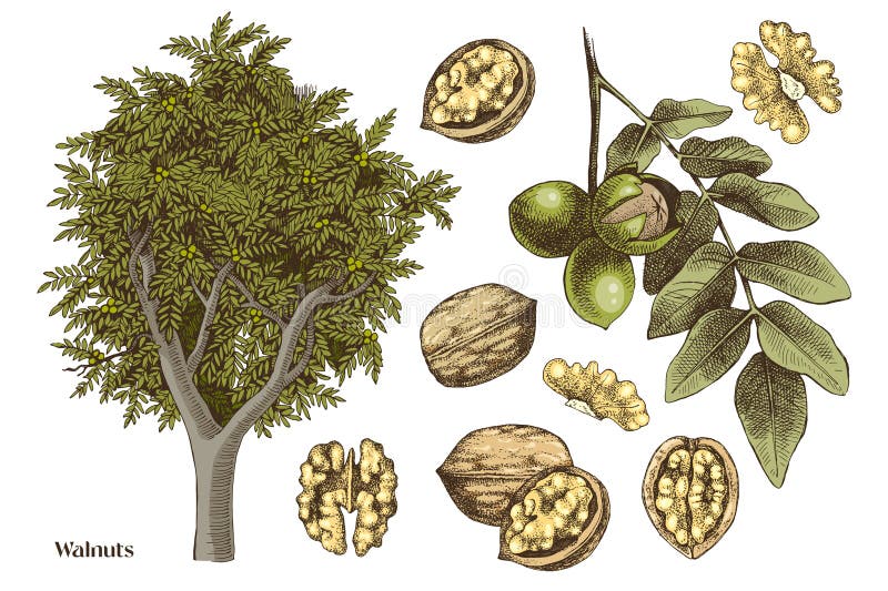 Hand Drawn Walnuts Vector Set Stock Vector - Illustration of plant ...