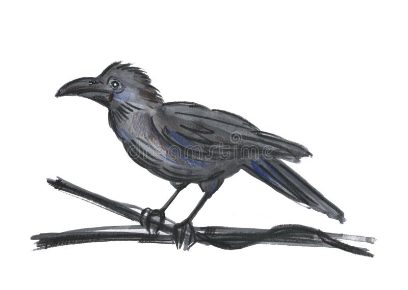Hand Drawn Watercolor Carrion Crow Isolated on White Background. Stock ...