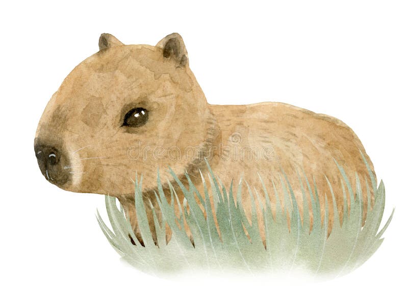 Cute Baby Capybara Stock Illustrations – 1,795 Cute Baby Capybara Stock ...
