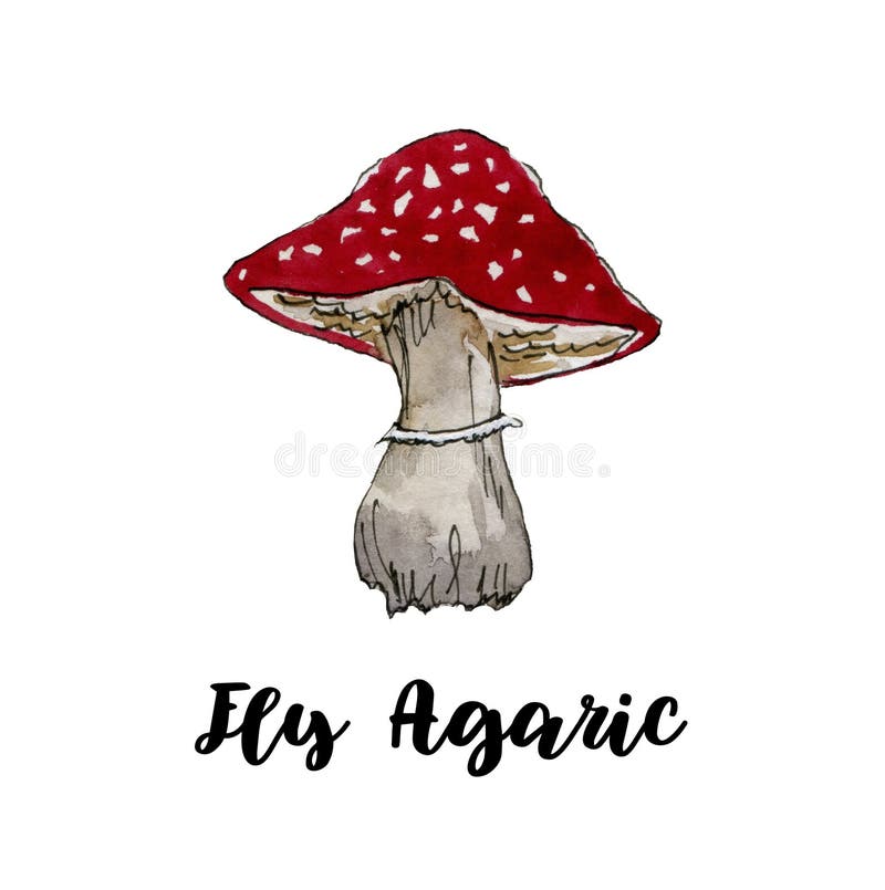 Watercolor Of Red Fly Agaric In The Grass Stock Illustration