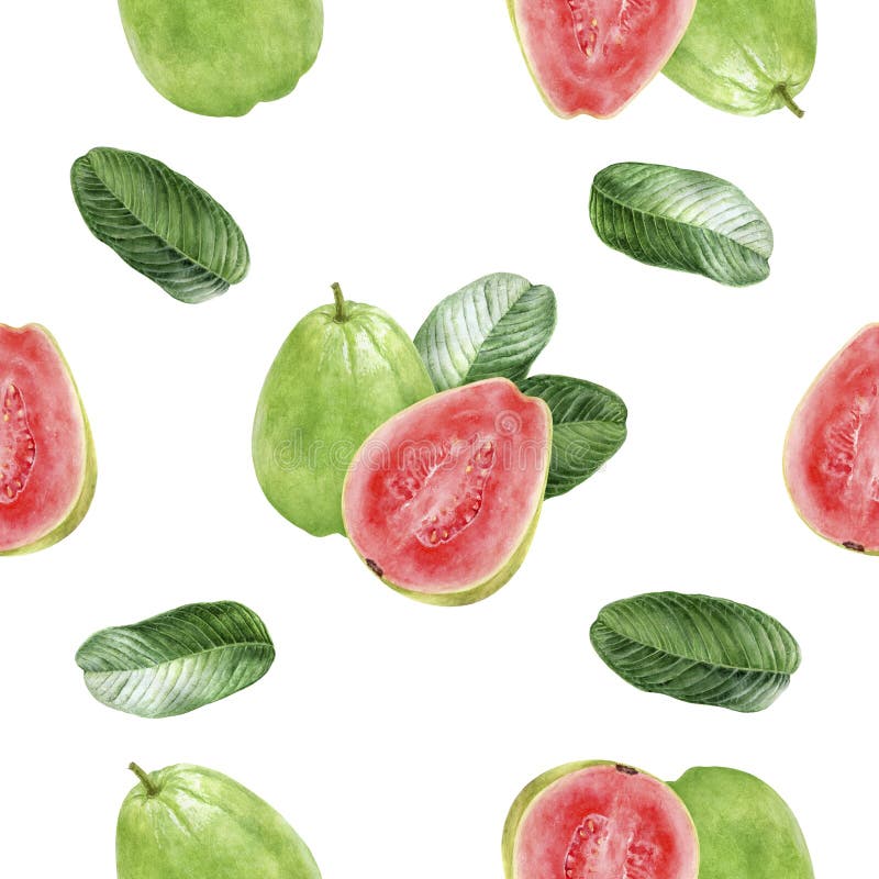 Hand Drawn Watercolor Guava Hand Drawn Watercolor Illustration ...