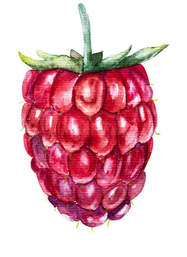 Hand Drawn Watercolor Illustration of Ripe Raspberry Isolated on White ...