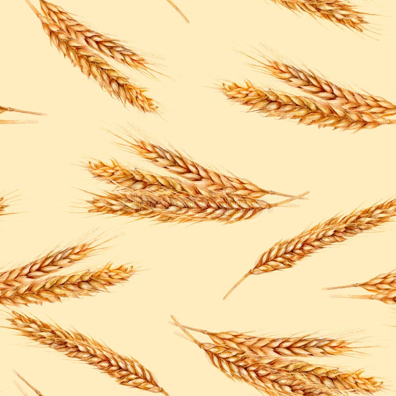 Hand-drawn Watercolor Illustration of Wheat in an Seamless Pattern ...