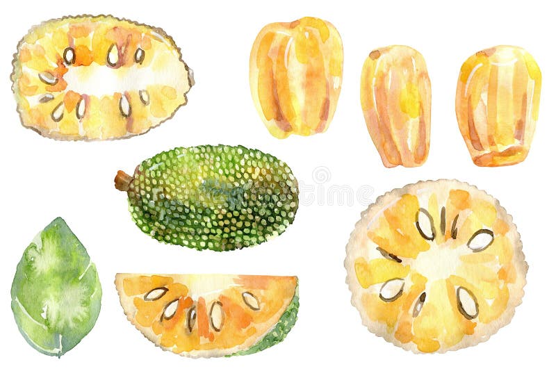 Watercolor jackfruit. stock image. Illustration of dessert - 324445495