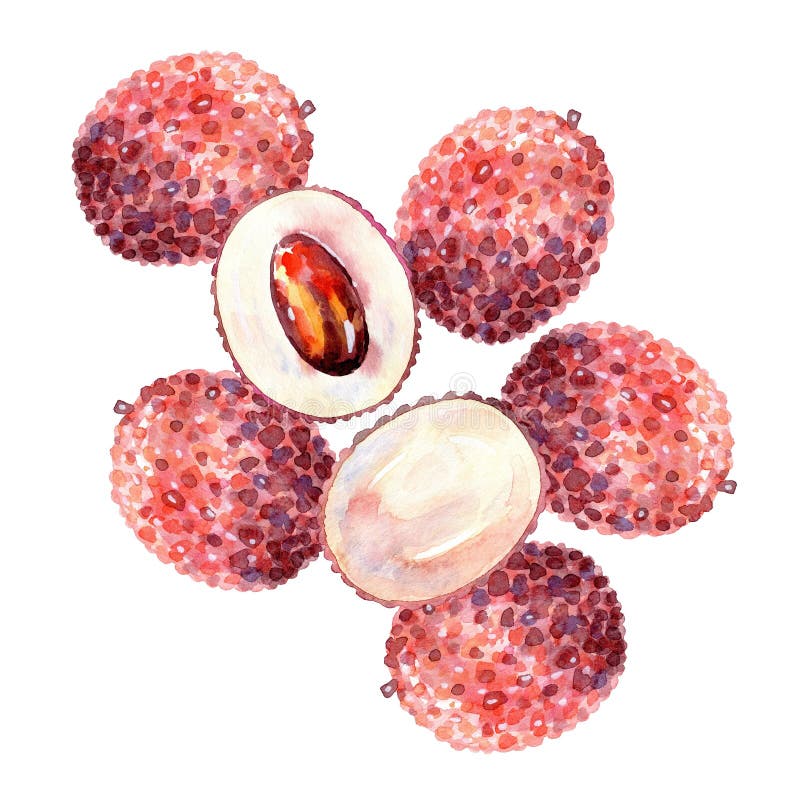 Watercolor lychee. stock photo. Illustration of lichee - 315633854