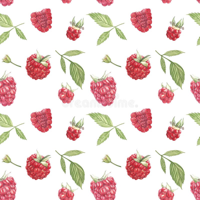 Hand Drawn Watercolor Painting Raspberry on White Background. Botanical ...