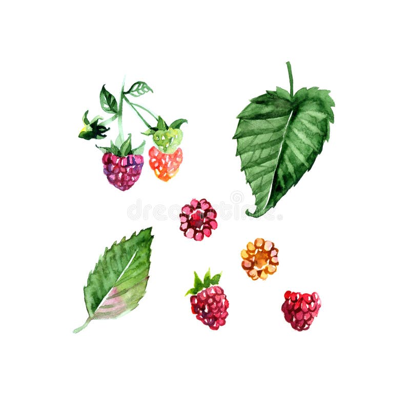 Raspberry Watercolor Painting Stock Illustrations – 968 Raspberry ...