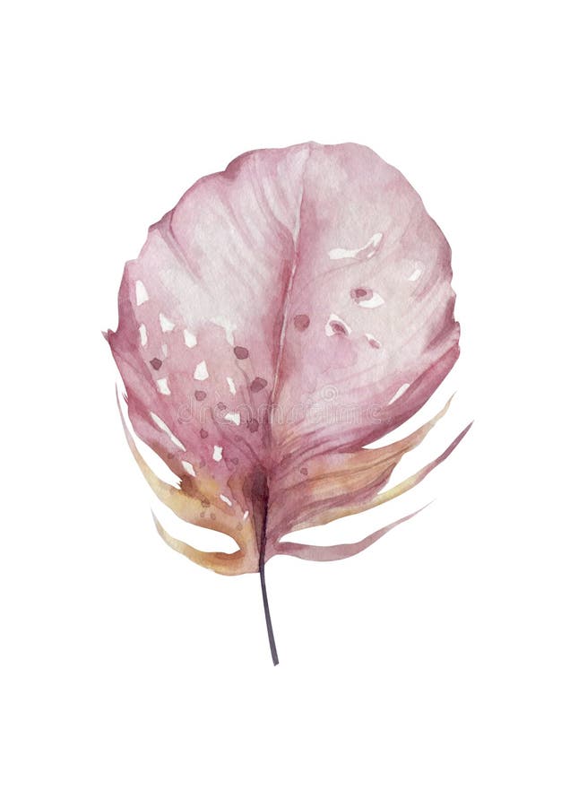 Hand Drawn Watercolor Pink Feather Illustration on White Background ...