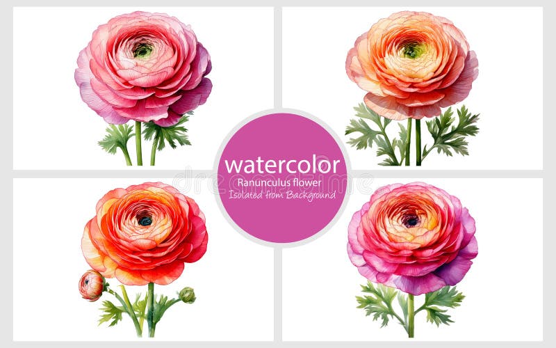Hand-drawn Watercolor Ranunculus Flower Set Isolated White Background ...