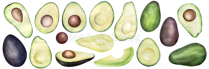 Hand Drawn Watercolor Set Avocados Illustration Stock Illustration ...