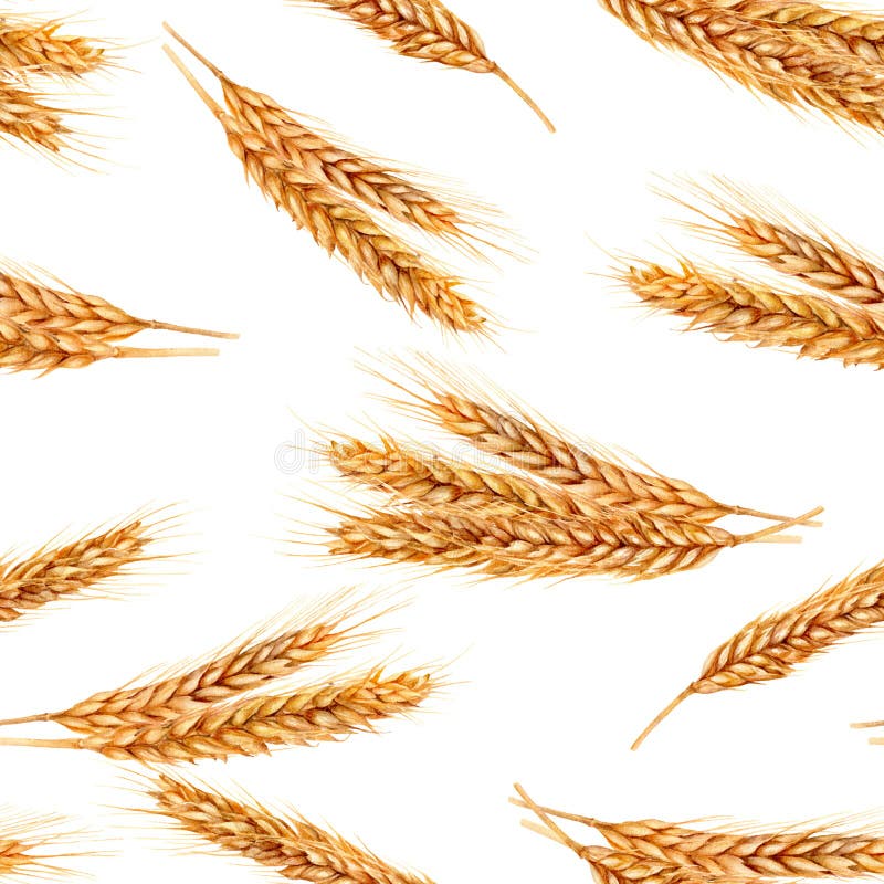 Hand-drawn Watercolor Illustration of Wheat in an Seamless Pattern ...