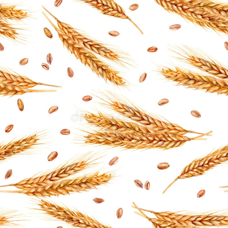 Hand-drawn Watercolor Illustration of Wheat in an Seamless Pattern ...