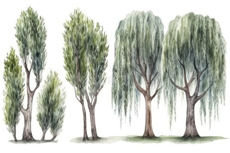 Hand-Drawn Watercolor Willow Trees Collection: a Forest of Willow Trees ...