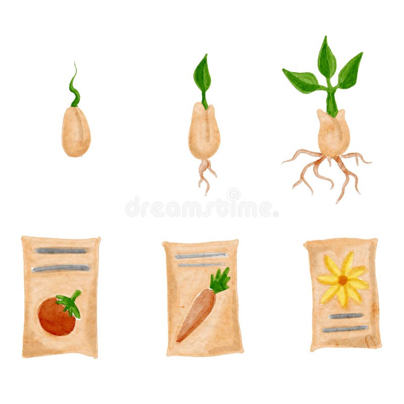 Hand Drawn Watercolour Set of Sprouts and Seeds Stock Illustration ...