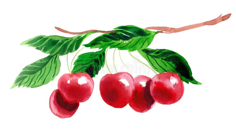 Watercolour cherries stock illustration. Illustration of strawberry ...