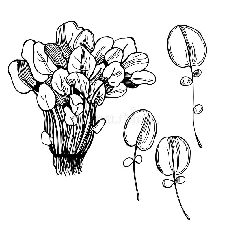 Hand Drawn Watercress Lettuce. Vector Sketch Illustration Stock Vector ...