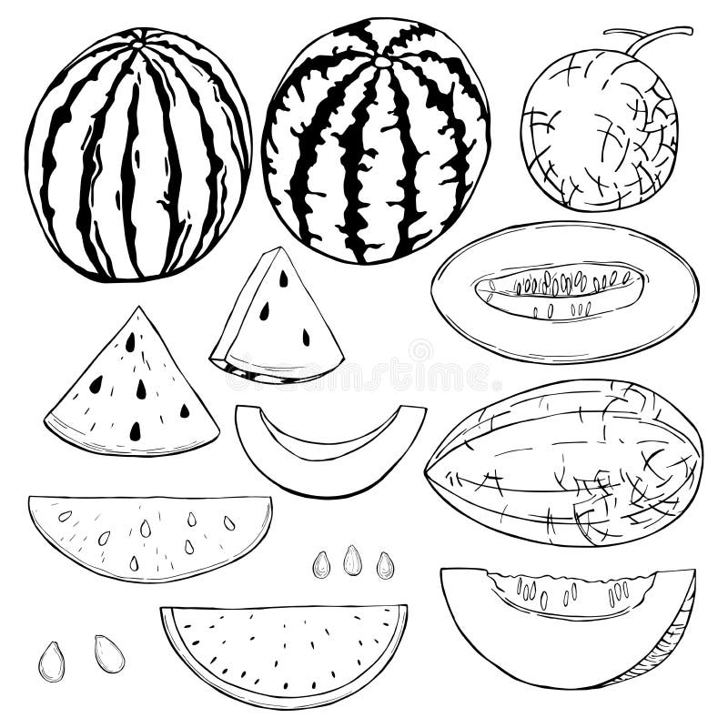 Watermelon Growing Drawing