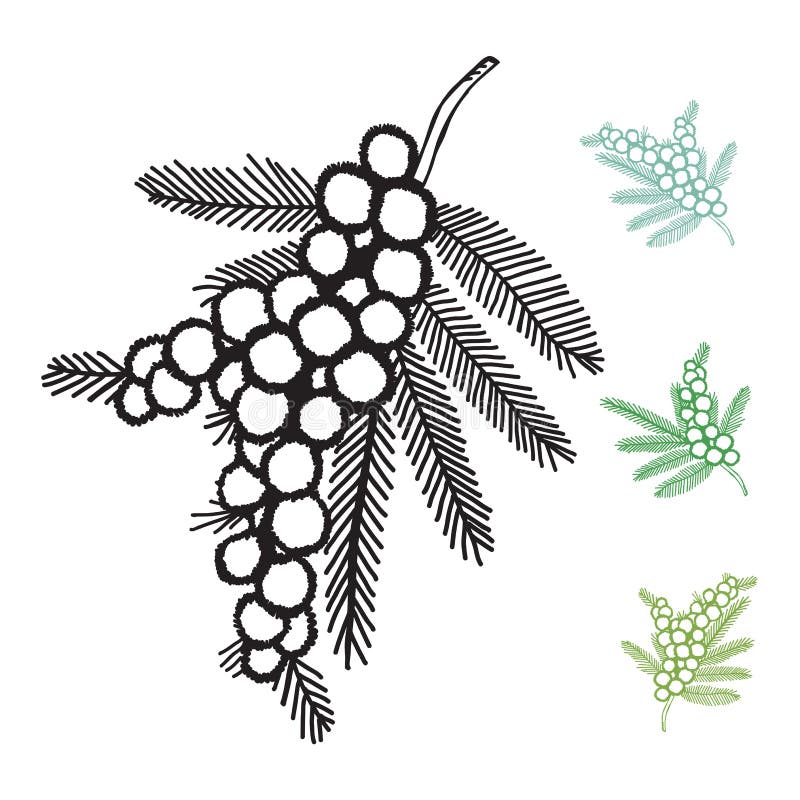 Yellow Wattle Flower Vector Stock Vector - Illustration of golden ...