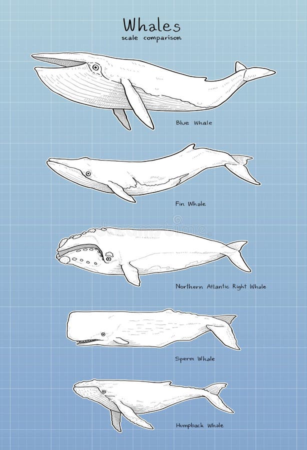 Hand Drawn Whales Scale Comparison Stock Vector - Illustration of ...