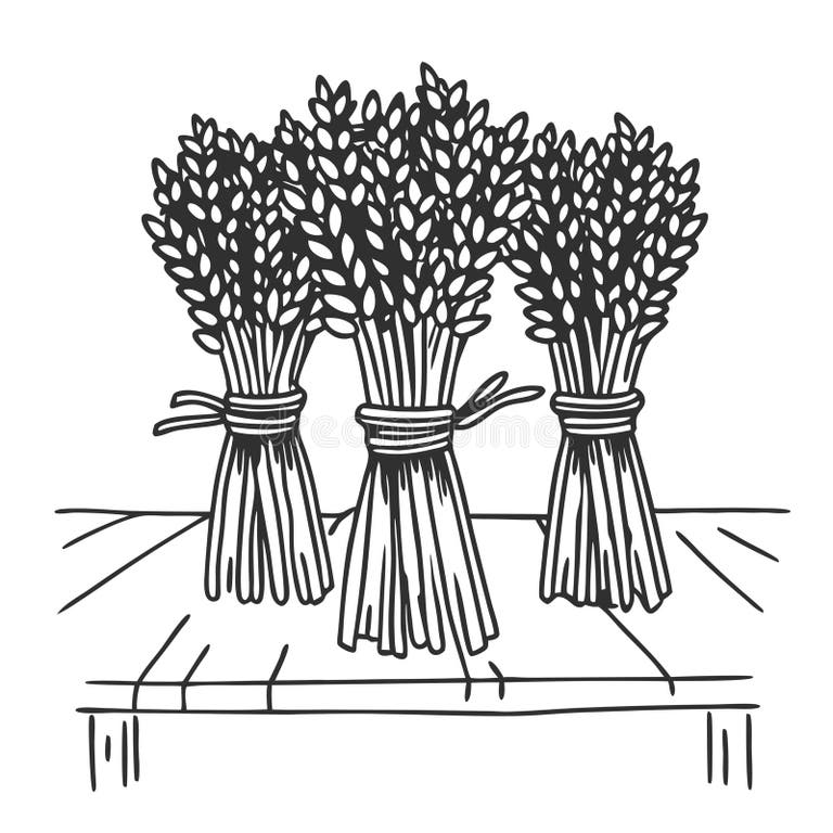 Hand Drawn Wheat Bundles Rustic Vector Art for Design Projects Stock ...