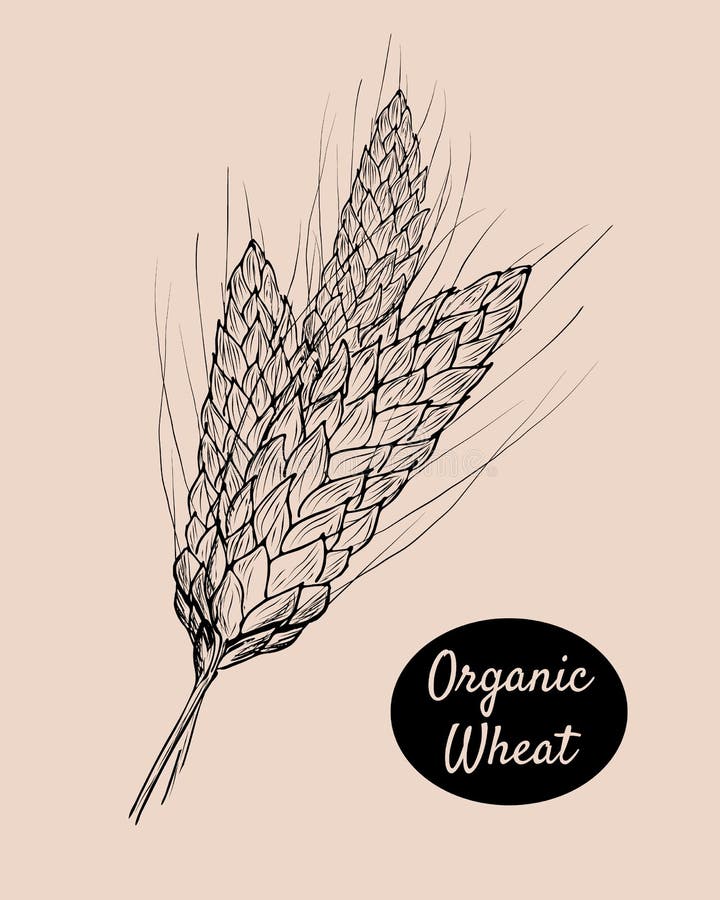 Hand Drawn Wheat with Cereals in Retro Style. Vector Stock Vector ...