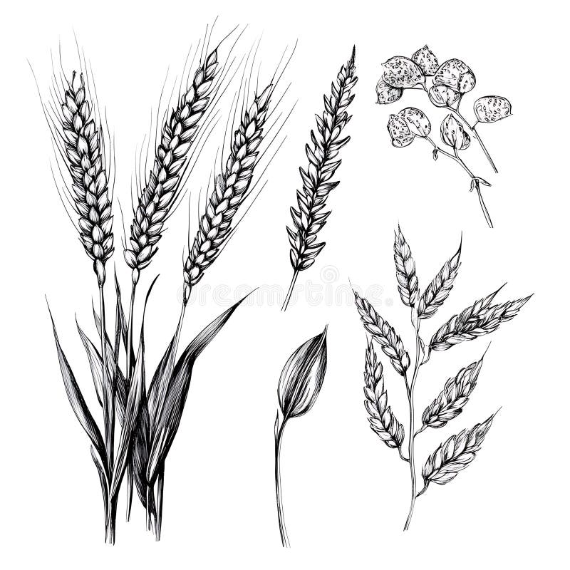 Hand-drawn Wheat and Plant Sketches Ink Sketch Stock Illustration ...