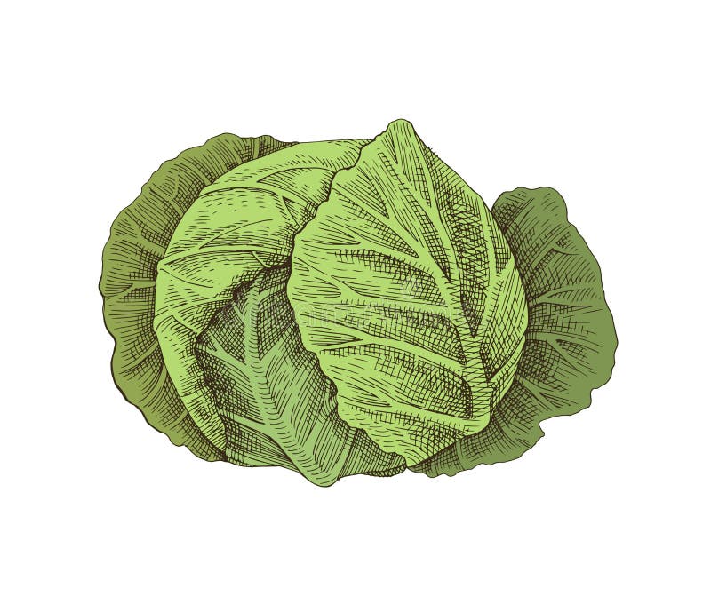 Hand drawn white cabbage stock vector. Illustration of health - 186684869