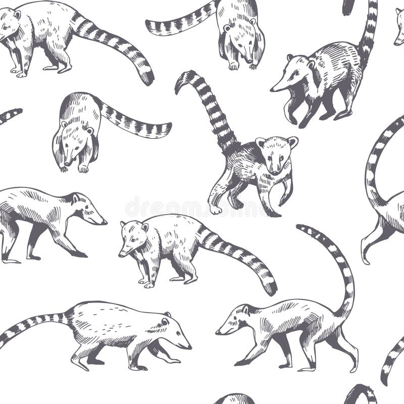 Coati Stock Illustrations – 144 Coati Stock Illustrations, Vectors ...