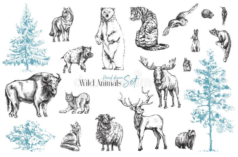Hand-Drawn Wild Animals Vector Set Stock Vector - Illustration of lynx ...