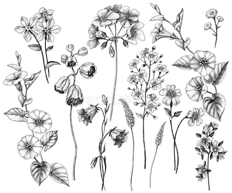 Hand Pencil Drawing Engraved Stock Illustrations – 6,430 Hand Pencil ...