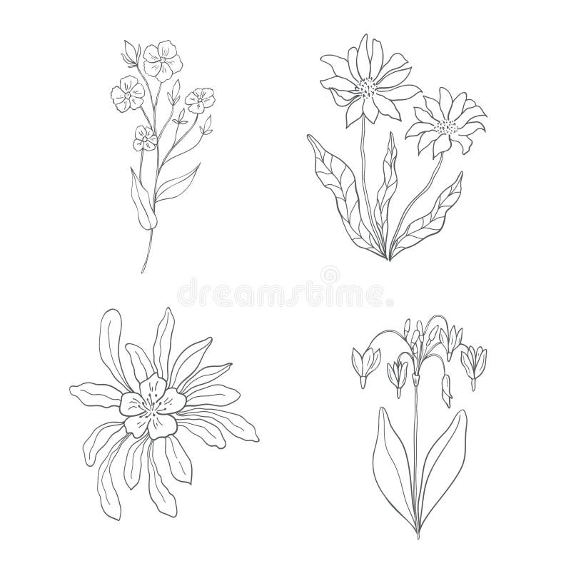 Hand Drawn Wildflowers Set. Stock Illustration - Illustration of leaf ...
