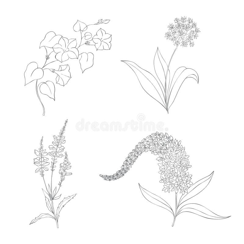 Hand Drawn Wildflowers Set. Stock Vector - Illustration of midsummer ...
