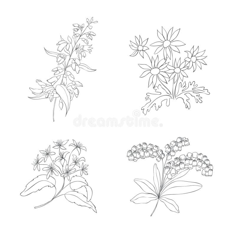 Hand Drawn Wildflowers Set. Stock Illustration - Illustration of flora ...