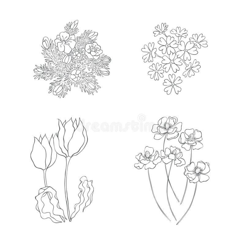 Hand Drawn Wildflowers Set. Stock Illustration - Illustration of deco ...