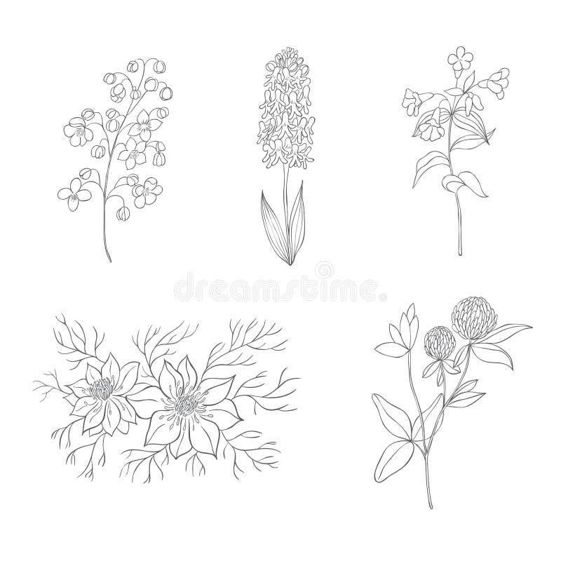 Hand Drawn Wildflowers Set. Stock Illustration - Illustration of spring ...