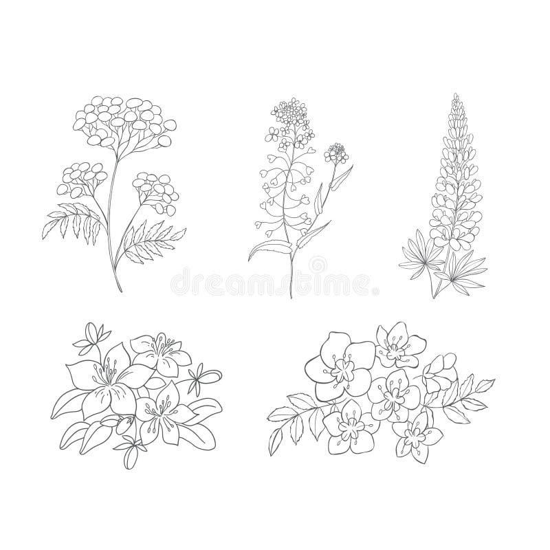 Hand Drawn Wildflowers Set. Stock Illustration - Illustration of season ...