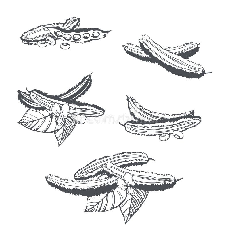 Winged Peas Stock Illustrations – 23 Winged Peas Stock Illustrations ...