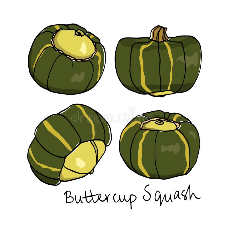 Hand drawn winter squash stock vector. Illustration of halloween ...