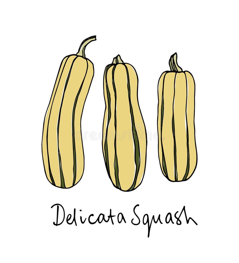 Hand drawn winter squash stock vector. Illustration of element - 104117871