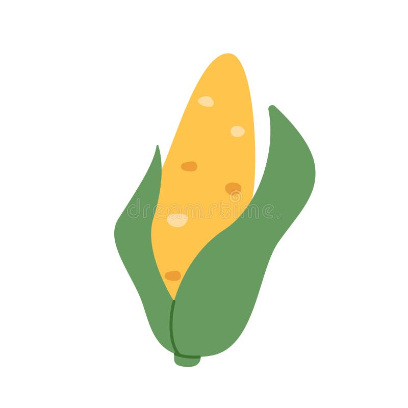 Hand Drawn Yellow Corn. Open Green Corncob with Golden Corn, Grain ...