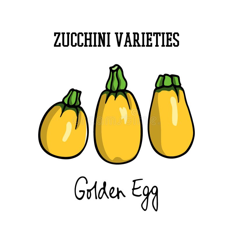 Hand drawn zucchini stock vector. Illustration of squash - 94911572