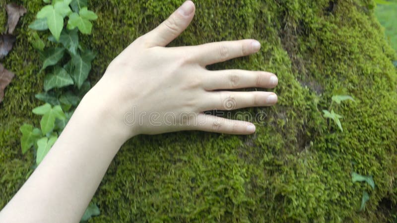 The Hand Draws on the Moss on the Tree. Old Tree with Green Moss in the ...